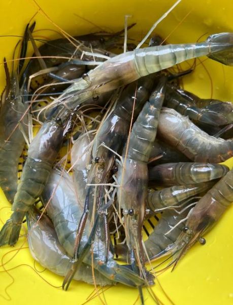 大头虾的营养价值_孕妇能吃大头虾吗-第2张图片-山城妙识