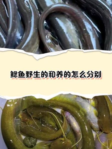 野生鲶鱼的营养价值_野生鲶鱼怎么吃最营养-第2张图片-山城妙识 野生鲶鱼的营养价值_野生鲶鱼怎么吃最营养-第2张图片-山城妙识