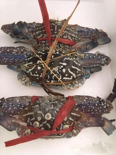 花蟹价格一斤多少钱_花蟹多少钱一斤2024-第2张图片-山城妙识