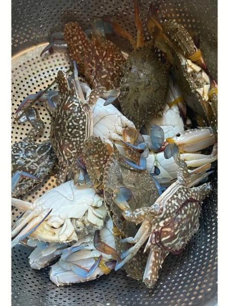 花蟹价格一斤多少钱_花蟹多少钱一斤2024-第3张图片-山城妙识