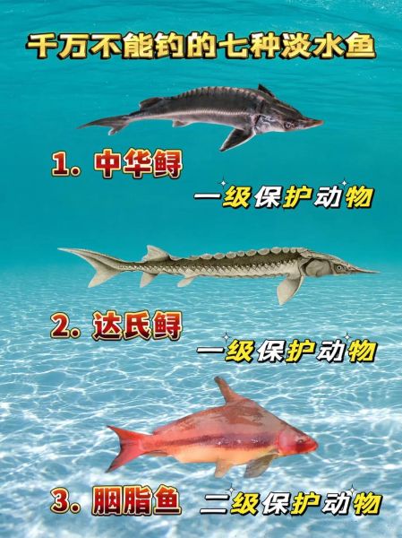 鲟鱼是保护动物吗_鲟鱼几级保护-第1张图片-山城妙识