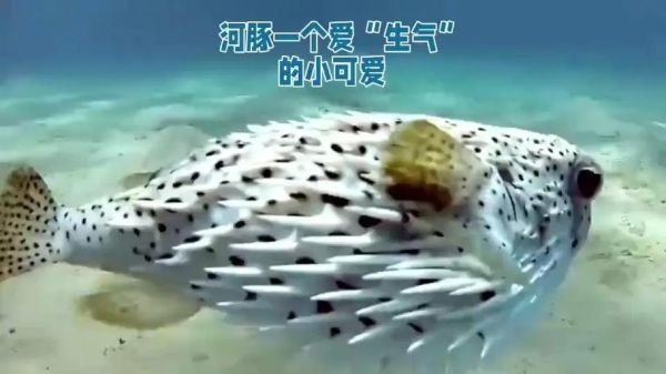 河豚鱼怎么去毒_河豚毒素处理方法-第1张图片-山城妙识