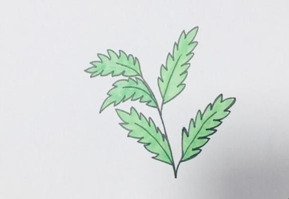 艾草图片简笔画怎么画_艾草简笔画步骤图-第2张图片-山城妙识 艾草图片简笔画怎么画_艾草简笔画步骤图-第2张图片-山城妙识