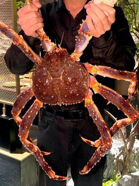 雪蟹多大_雪蟹最大能长多少厘米-第1张图片-山城妙识