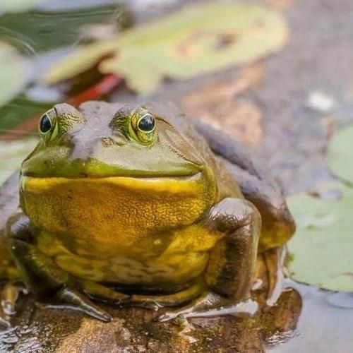 田鸡怎么养殖_田鸡养殖技术要点-第2张图片-山城妙识