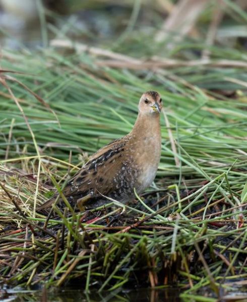 田鸡怎么养殖_田鸡养殖技术要点-第1张图片-山城妙识