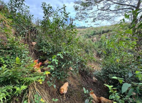 田鸡怎么养殖_田鸡养殖技术要点-第3张图片-山城妙识