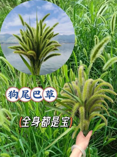 狗尾巴草的功效与作用_狗尾巴草可以泡水喝吗-第1张图片-山城妙识