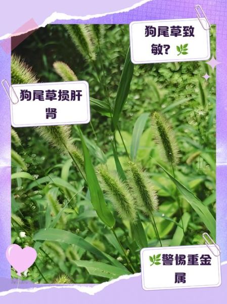 狗尾巴草的功效与作用_狗尾巴草可以泡水喝吗-第2张图片-山城妙识