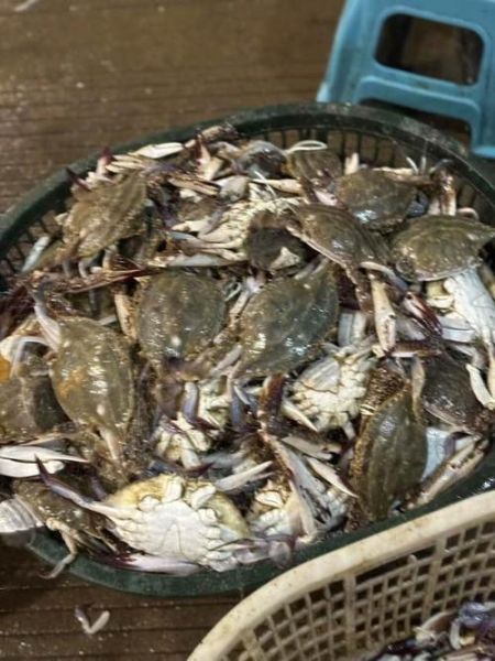 螃蟹批发价格10元一斤_靠谱吗-第2张图片-山城妙识