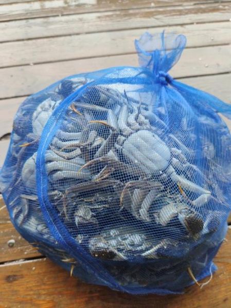 螃蟹批发价格10元一斤_靠谱吗-第3张图片-山城妙识