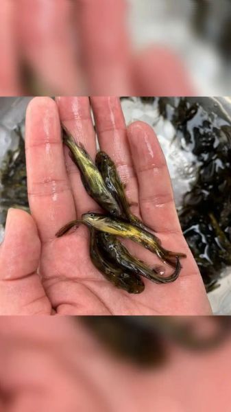 黄骨鱼养殖技术及成本_黄骨鱼养殖利润怎么样-第1张图片-山城妙识 黄骨鱼养殖技术及成本_黄骨鱼养殖利润怎么样-第1张图片-山城妙识