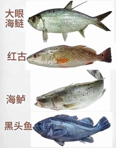 海鱼图片大全_如何识别常见海鱼-第2张图片-山城妙识 海鱼图片大全_如何识别常见海鱼-第2张图片-山城妙识