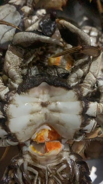 盘锦河蟹什么时候最肥_如何挑选正宗盘锦河蟹-第2张图片-山城妙识