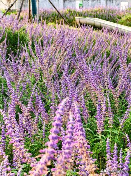 鼠尾草图片大全_鼠尾草长什么样-第2张图片-山城妙识 鼠尾草图片大全_鼠尾草长什么样-第2张图片-山城妙识