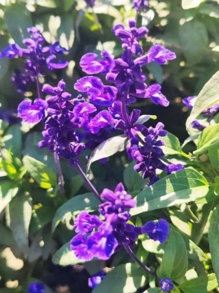 鼠尾草图片大全_鼠尾草长什么样-第1张图片-山城妙识 鼠尾草图片大全_鼠尾草长什么样-第1张图片-山城妙识