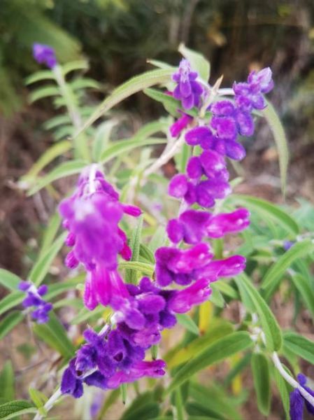 鼠尾草图片大全_鼠尾草长什么样-第3张图片-山城妙识 鼠尾草图片大全_鼠尾草长什么样-第3张图片-山城妙识