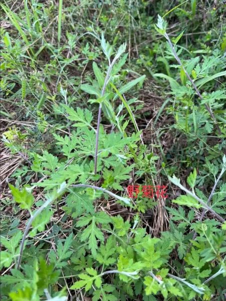 清明草长什么样_清明草图片如何辨认-第2张图片-山城妙识