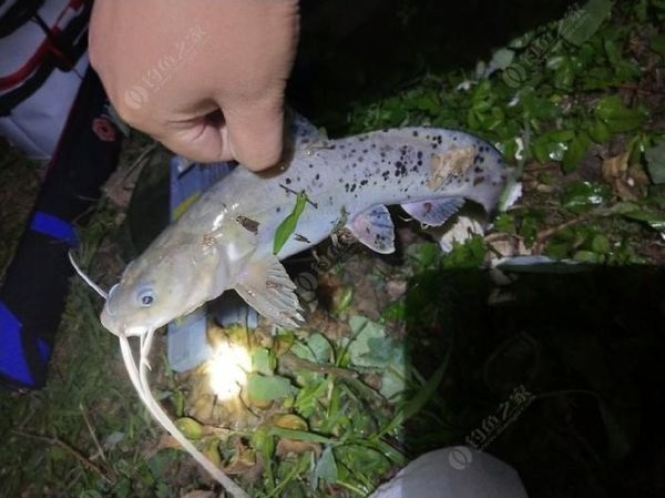 芝麻剑鱼怎么做_芝麻剑鱼家常做法-第2张图片-山城妙识 芝麻剑鱼怎么做_芝麻剑鱼家常做法-第2张图片-山城妙识