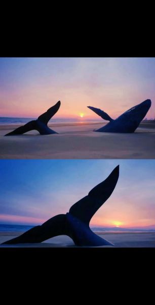 鲸鱼图片唯美_如何拍出治愈系氛围-第1张图片-山城妙识 鲸鱼图片唯美_如何拍出治愈系氛围-第1张图片-山城妙识