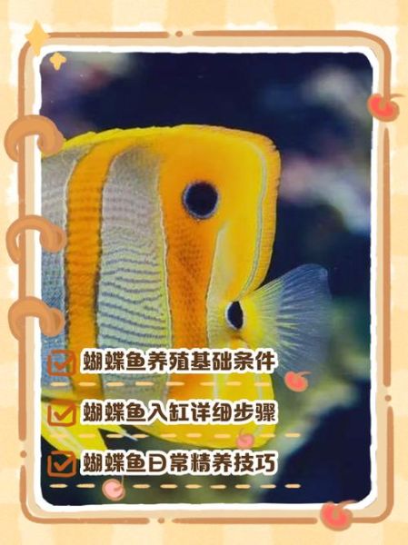 蝴蝶鱼怎么养_蝴蝶鱼能和什么鱼混养-第1张图片-山城妙识