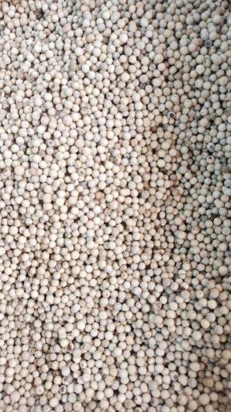 白胡椒多少钱一斤_白胡椒价格走势-第1张图片-山城妙识