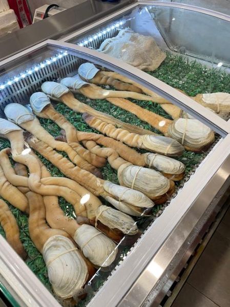 象拔蚌多少钱一斤_象拔蚌价格为什么差距大-第3张图片-山城妙识