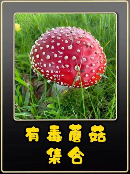 红伞伞白杆杆是什么蘑菇_中毒症状多久出现-第2张图片-山城妙识 红伞伞白杆杆是什么蘑菇_中毒症状多久出现-第2张图片-山城妙识