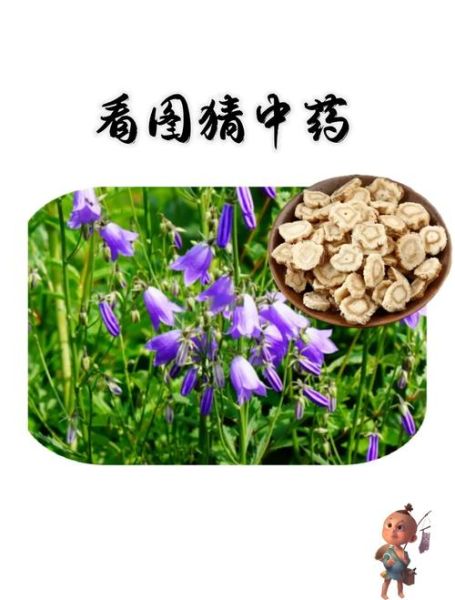 沙参长什么样子_沙参图片大全怎么辨别真假-第1张图片-山城妙识