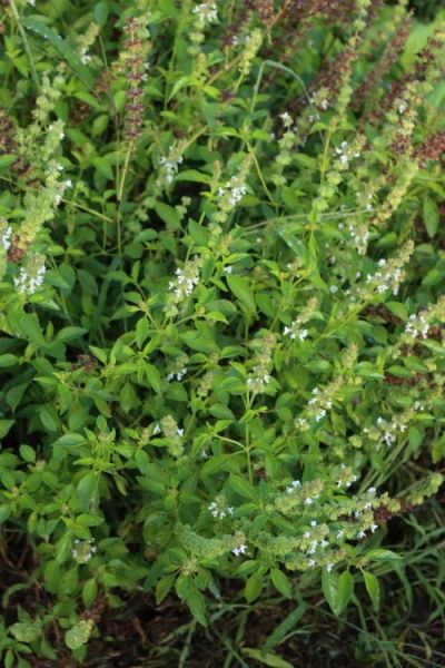 荆芥菜图片_荆芥菜长什么样-第1张图片-山城妙识