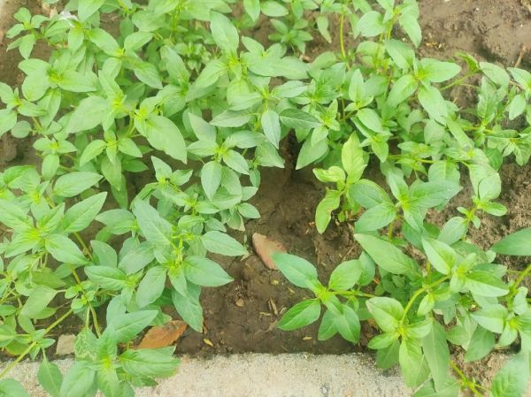 荆芥菜图片_荆芥菜长什么样-第2张图片-山城妙识