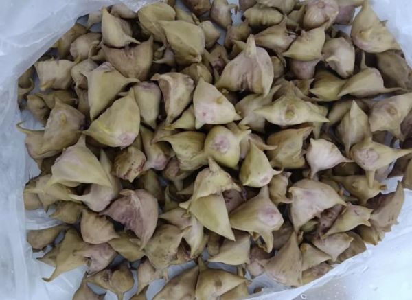 菱角品种有哪些_菱角图片大全怎么区分-第2张图片-山城妙识