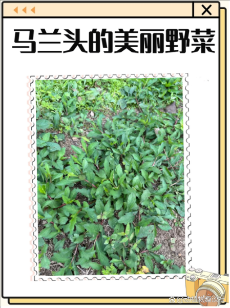 马兰头长什么样子_马兰头怎么辨认-第1张图片-山城妙识