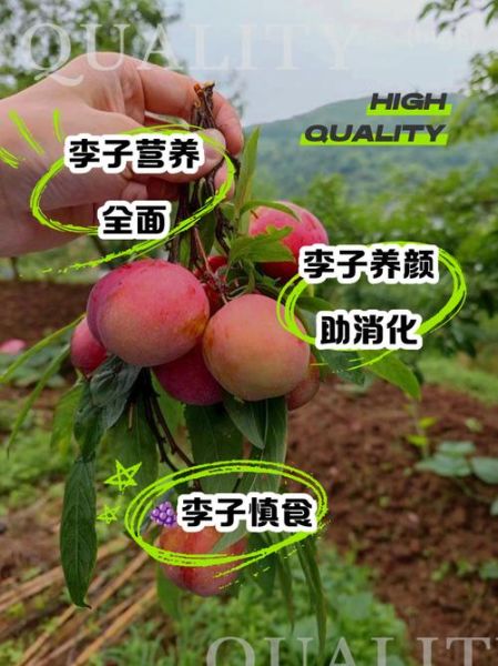 吃李子对身体不好吗_李子吃多了有什么坏处-第3张图片-山城妙识