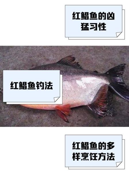 红鲳鱼是什么鱼_红鲳鱼与金鲳鱼的区别-第1张图片-山城妙识