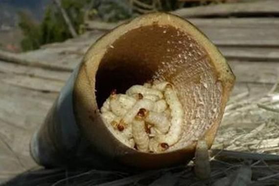 竹虫怎么养殖_竹虫价格多少钱一斤-第1张图片-山城妙识 竹虫怎么养殖_竹虫价格多少钱一斤-第1张图片-山城妙识