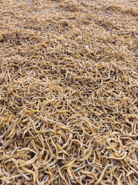 凤尾鱼干怎么做好吃_凤尾鱼干的做法大全-第1张图片-山城妙识