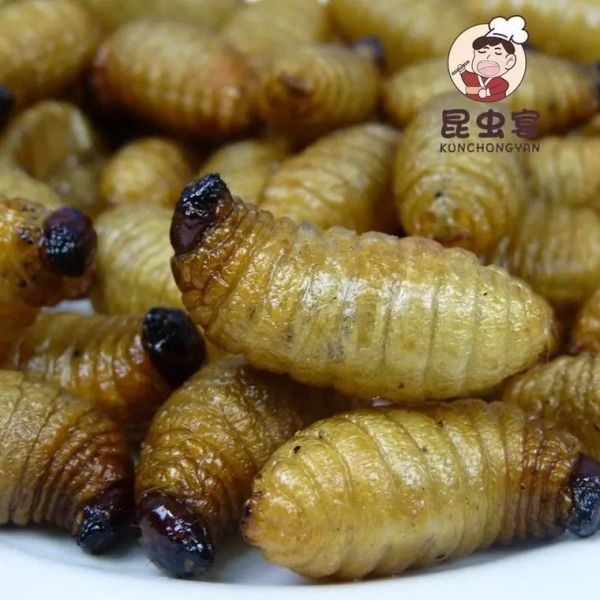 竹虫怎么养殖_竹虫价格多少钱一斤-第3张图片-山城妙识 竹虫怎么养殖_竹虫价格多少钱一斤-第3张图片-山城妙识