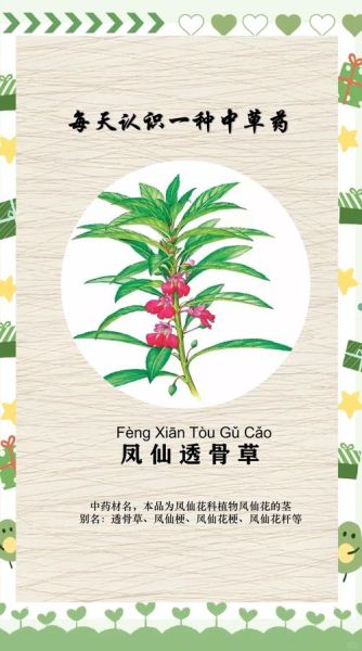 透骨草的功效与作用_透骨草能治什么病-第2张图片-山城妙识 透骨草的功效与作用_透骨草能治什么病-第2张图片-山城妙识