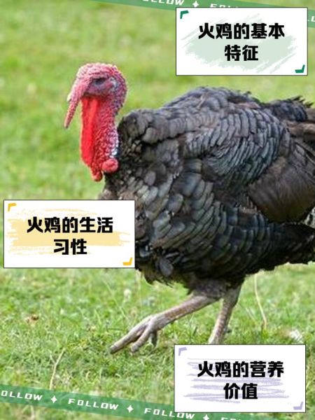 感恩节为什么吃火鸡_火鸡象征意义-第2张图片-山城妙识