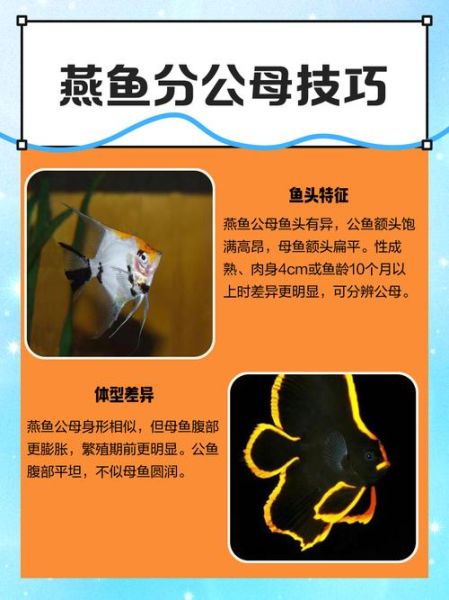 海燕鱼是海鱼还是淡水鱼_海燕鱼生长环境揭秘-第1张图片-山城妙识 海燕鱼是海鱼还是淡水鱼_海燕鱼生长环境揭秘-第1张图片-山城妙识