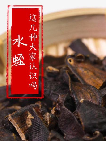 蚂蟥和水蛭的区别_蚂蟥是水蛭吗-第3张图片-山城妙识 蚂蟥和水蛭的区别_蚂蟥是水蛭吗-第3张图片-山城妙识