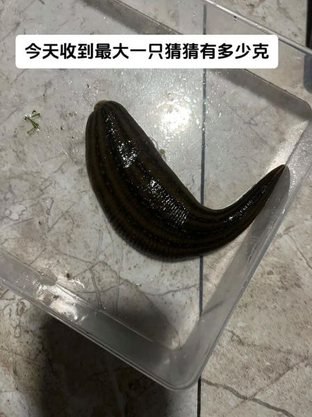 蚂蟥和水蛭的区别_蚂蟥是水蛭吗-第2张图片-山城妙识 蚂蟥和水蛭的区别_蚂蟥是水蛭吗-第2张图片-山城妙识