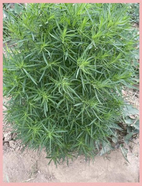 扫帚苗的功效与禁忌_扫帚苗怎么吃才安全-第3张图片-山城妙识