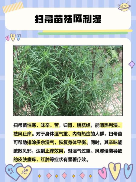 扫帚苗的功效与禁忌_扫帚苗怎么吃才安全-第1张图片-山城妙识