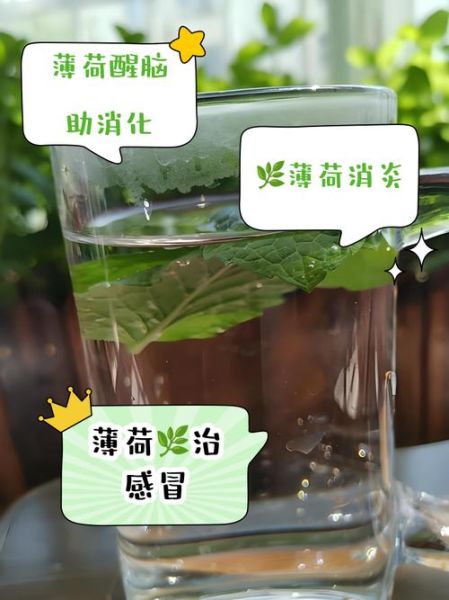 薄荷叶泡水喝的禁忌_孕妇能喝吗-第2张图片-山城妙识 薄荷叶泡水喝的禁忌_孕妇能喝吗-第2张图片-山城妙识