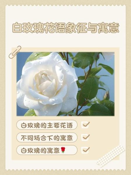 白玫瑰花语是什么_白玫瑰适合送谁-第1张图片-山城妙识