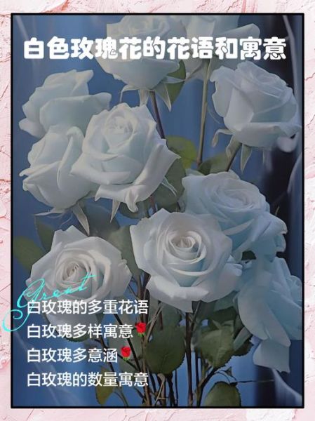 白玫瑰花语是什么_白玫瑰适合送谁-第2张图片-山城妙识