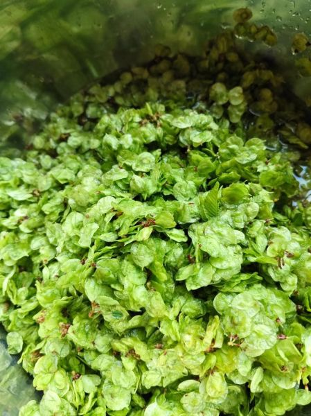 榆钱饼怎么做_榆钱饼家常做法-第1张图片-山城妙识 榆钱饼怎么做_榆钱饼家常做法-第1张图片-山城妙识