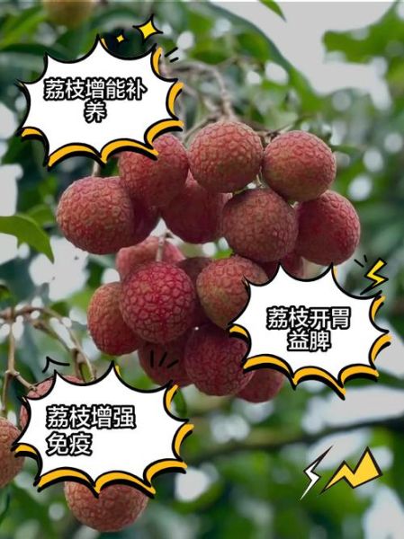 荔枝的功效与作用_吃荔枝会上火吗-第2张图片-山城妙识 荔枝的功效与作用_吃荔枝会上火吗-第2张图片-山城妙识